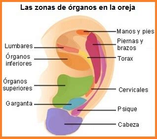 La Acupresión De La Oreja 01 Datos Generales