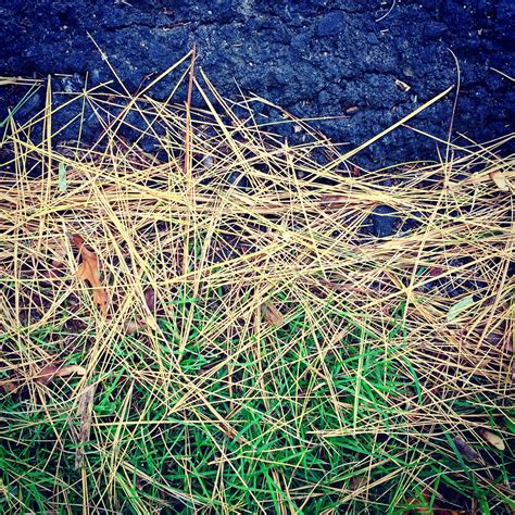 Grass Pine Needles And The Road Grass Pine Needles Herbs