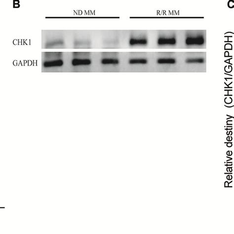 Atr Chk1 And Atm Chk2 In The Cell Cycle Pathway Download Scientific