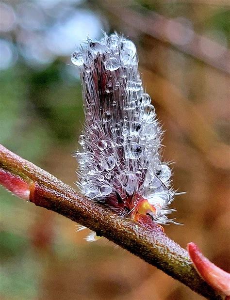 Small Pussy Willow Photograph By Darrell Maciver Fine Art America