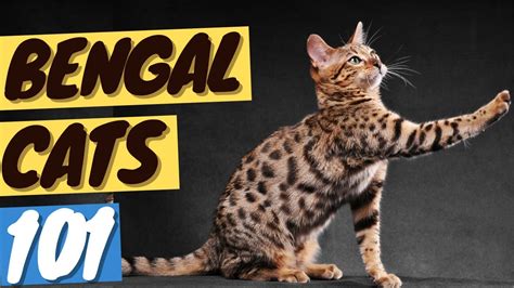 Bengal Cat 101 The Designer Cat Personality Traits And Behavior