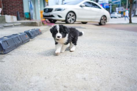 보더콜리분양 사랑스러운 애기 강아지 요요 골든리트리버분양 라브라도리트리버분양 보더콜리분양 도베르만분양 사모예드분양 올드잉글리쉬쉽독분양 시베리안허스키분양 말라뮤트분양