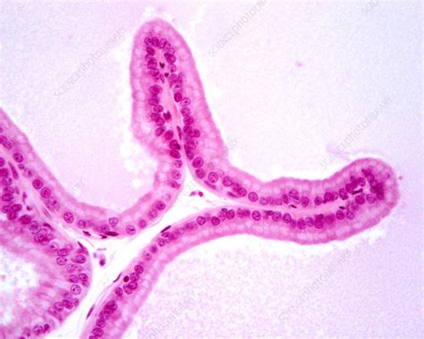 Simple Columnar Epithelium Light Micrograph Stock Image C057 4517 Science Photo Library