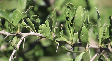 Common Spikethorn Gymnosporia Buxifolia Botanical Realm