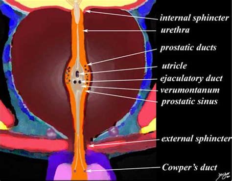 Prostate Applied Anatomy