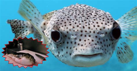 သူ့ရဲ့ အဆိပ်အတွက် ဖြေဆေးမရှိပေမယ့်လည်း စားနေကြတဲ့ ငါးပူတင်းရဲ့ သိကောင