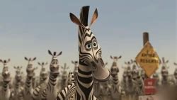 Madagascar 2 Zebras