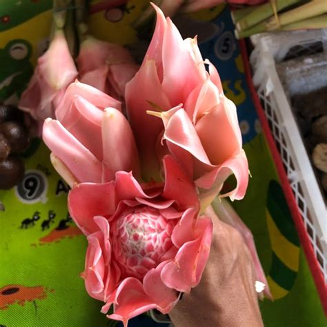 Bunga Kantan Masakan Fresh Dari Kampung Ginger Flower Torch Lily Bunga Laksa Shopee