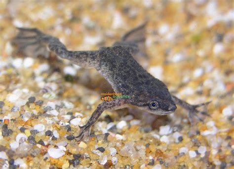 African Dwarf Frog Hymenochirus