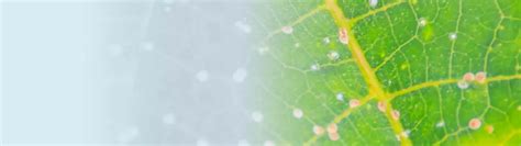 Non Destructive Inspection For Plant Stress Detection Konica Minolta