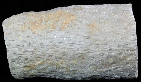 55 Fossil Lycopod Tree Root Stigmaria Oklahoma 53327 For Sale 55 Fossil Lycopod Tree Root Stigmaria Oklahoma 53327 For Sale