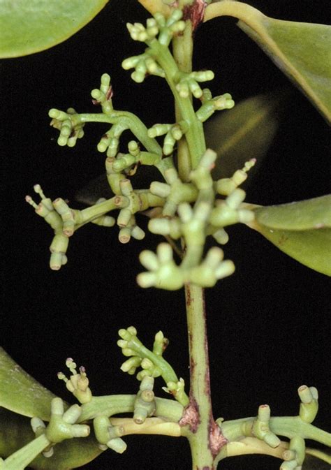 Struthanthus Interruptus Loranthaceae