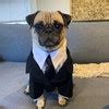 Tailor Made Black Suit Crop Black Suit And Tie Frank The Pug Men
