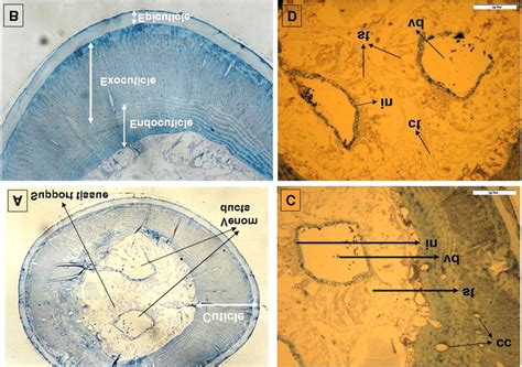 The Transverse Section Of The Sting Light Miscroscopy A Two Venom