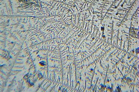 Ttc Science Fern Test Cycle 5