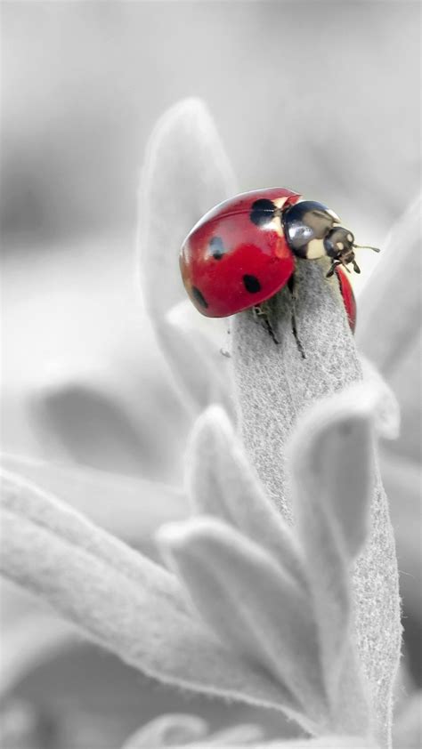 Aesthetic Ladybug Wallpapers Wallpaper Cave