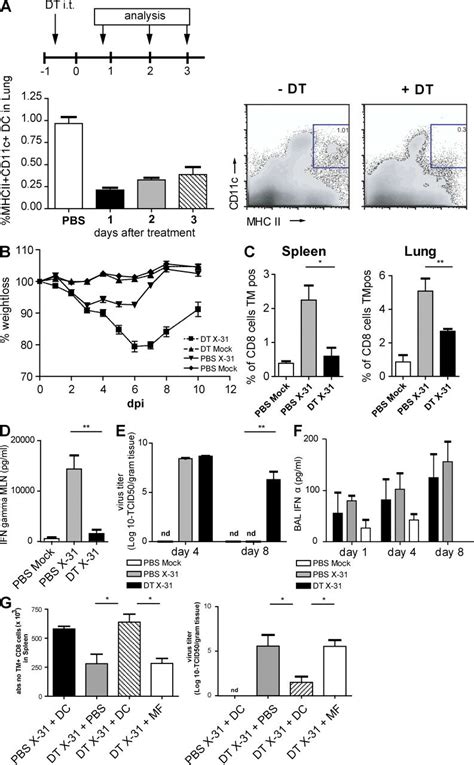 Infection Parameters After Conditional Depletion Of Cd11chi Cells In A