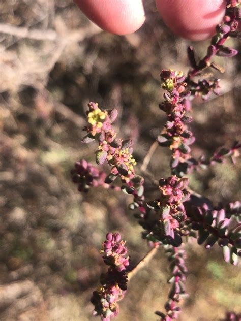 How To Grow Suaeda Vera Earthone