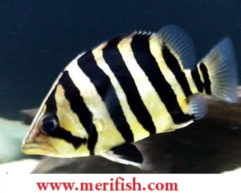 Indonesian Tigerfish Merifish Aquariums
