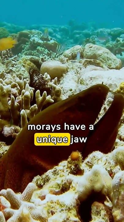 Learn More About Moray Eels Colors Thickskin Jaws Youtube