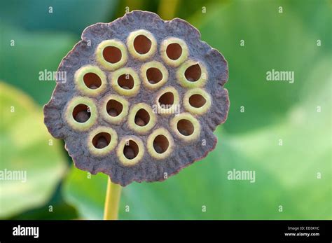 Lotus Flower Pod