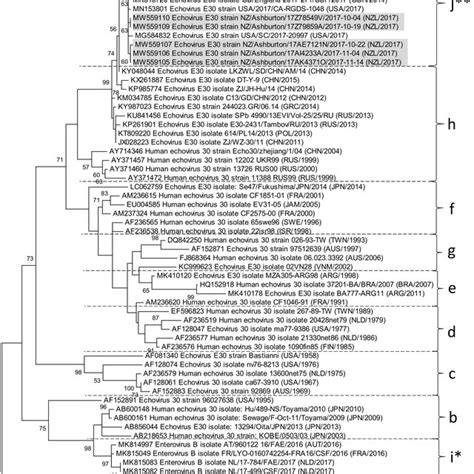 Maximum Likelihood Phylogenetic Tree Mega After Clustalw Alignment Of Download Scientific