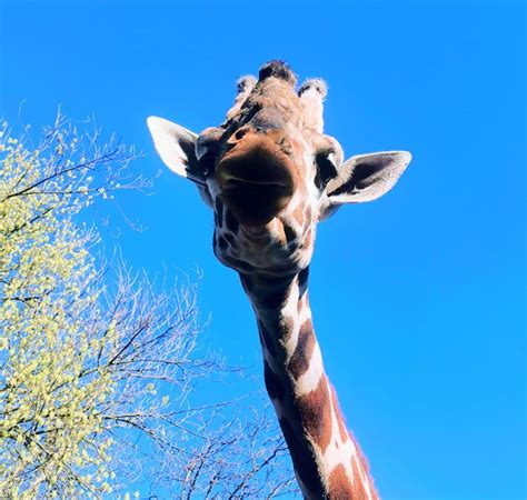 Угина жирафата Каспер од скопската ЗОО 360 степени