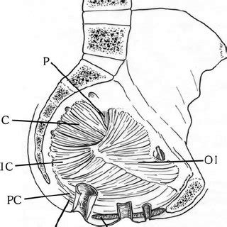 The Pelvic Anatomy Of The Female Gorilla Which Is Largely Quadrupedal