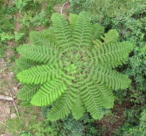 Free Tree Fern Stock Photo FreeImages Com