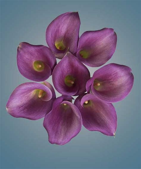 Ruby Lite Equator Flowers