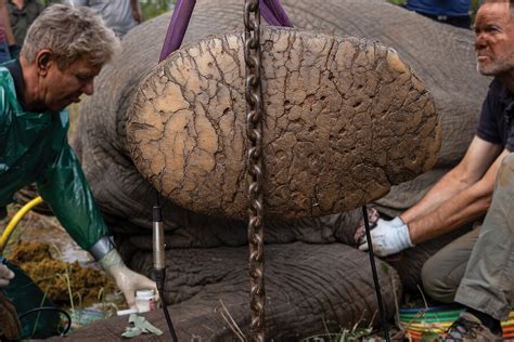 Operation Frozen Dumbo Helps Elephants Survive