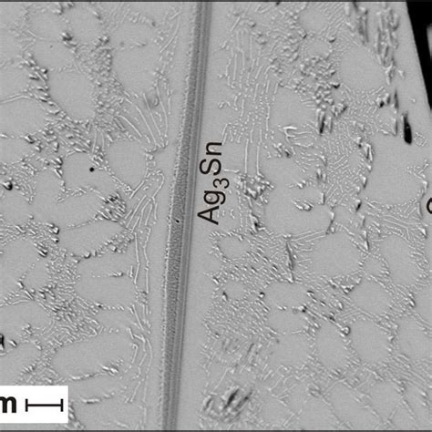 The Effect Of Snagcu Sample Size On Microstructure Three Sem Back Download Scientific Diagram