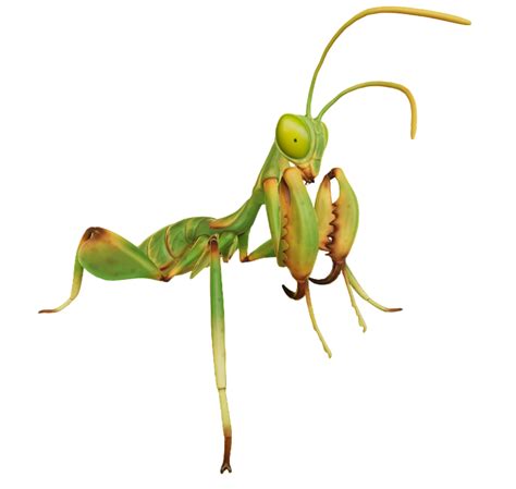 Praying Mantis Nymph Grounded Wiki