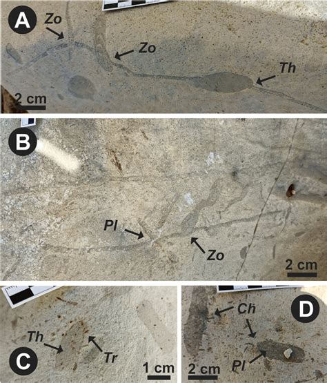 Crosscutting Relationships Of Trace Fossils From The Zanclean Trubi Download Scientific Diagram
