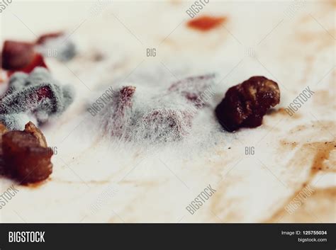 Disgusting Mold On Food Image Photo Bigstock