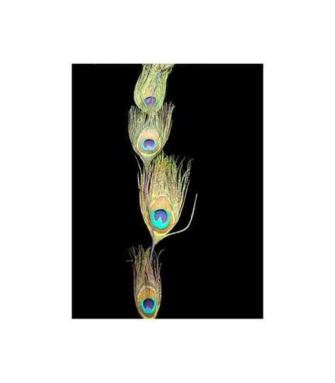 Peacock Feather Stem Feathers Mounts Materials For Headdresses