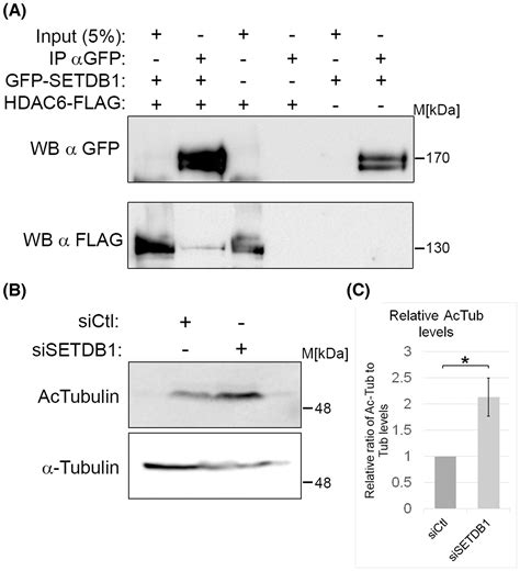 Setdb1 Regulates Microtubule Dynamics Hernandez‐vicens 2022 Cell Proliferation Wiley