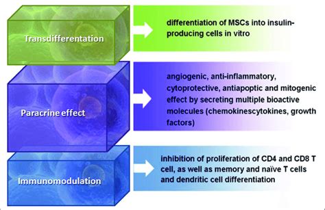 —schematic Model Demonstrating The Biological Properties Of Mscs For Download Scientific
