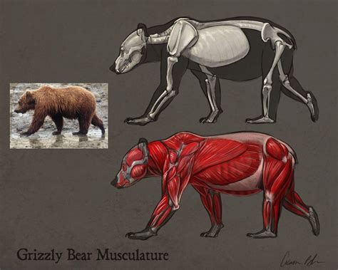 Grizzly Bear Muscles