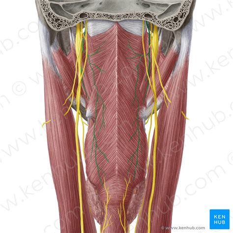 Ix Nervus Glossopharyngeus Neuroanatomie Hirnnerven Bbaxxh
