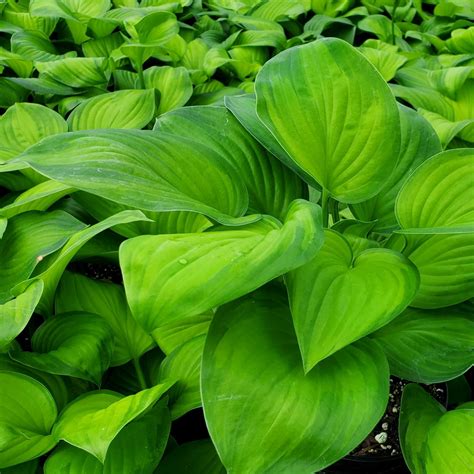Guacamole Hosta Images At Jason Criner Blog