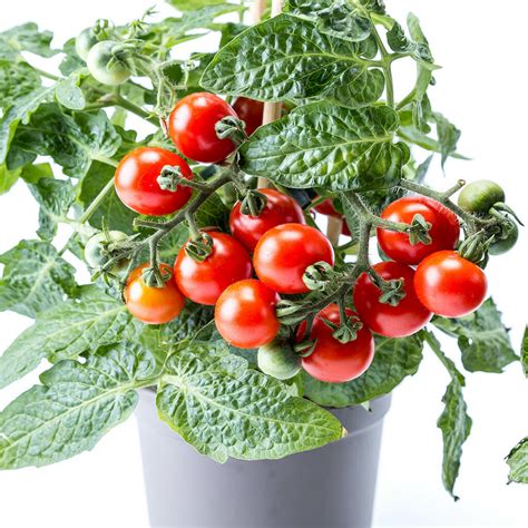 Tomato Micro Seeds Buy Online At Seeds Of Plenty