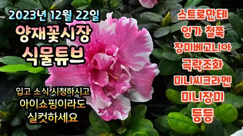양재꽃시장 식물튜브 [스파트필름 스트로만테 잉가철쭉 스위트하트 장미베고니아 극락조화 남천] 등등 양재꽃시장 식물튜브 월동 관엽 식물아빠 Youtube