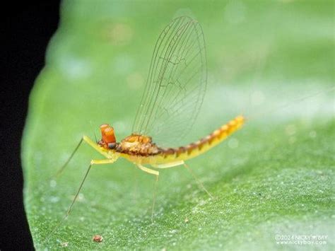 Baetinae The Small Mayflies Males Have An Extra Pair Of Upwards