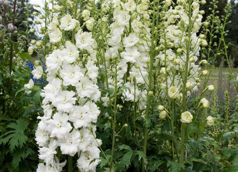 20 Delphinium Types With Advice From Rhs Gold Medalist Graham Austin