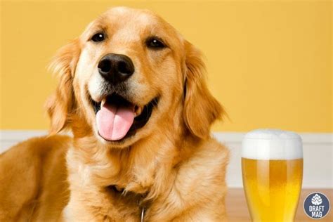 30 Beer Names for Dogs: Get Inspired by Beer and Beer Brands