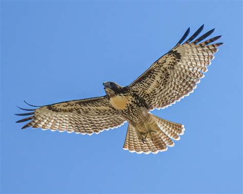Hawk Vs Vulture Love This Article About The Difference Between The