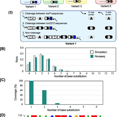Analysis Of The Cleavage Rate Of Loxp Variants By Novaseq A Download Scientific Diagram