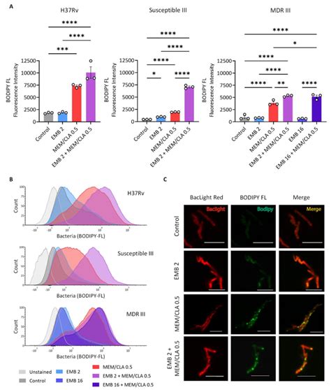 Binding Of Bodipy Fl Vancomycin To Mycobacterium Tuberculosis Mtb