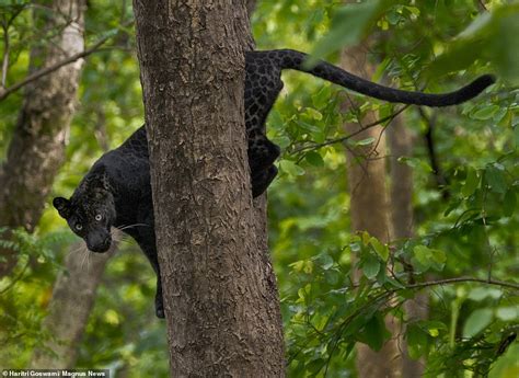 Remarkable Melanistic Leopard Named ‘bagheera Spotted With Dark Fur Late Daily